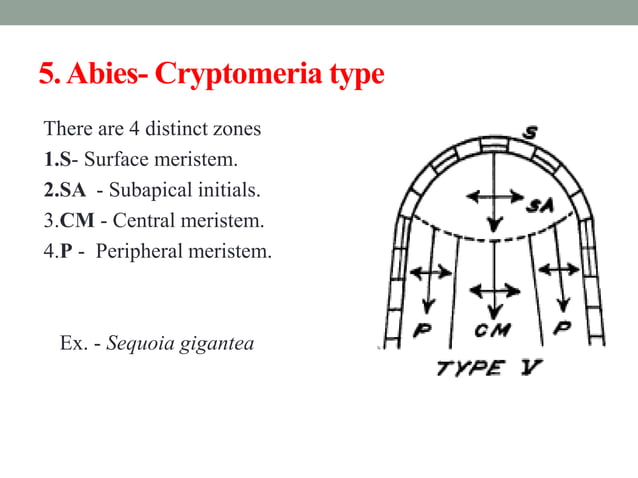 Shoot apex organization and its theories | PPTX
