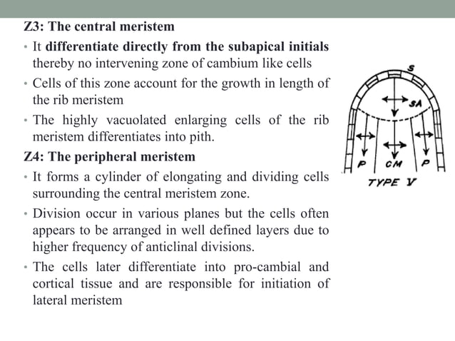 Shoot apex organization and its theories | PPTX