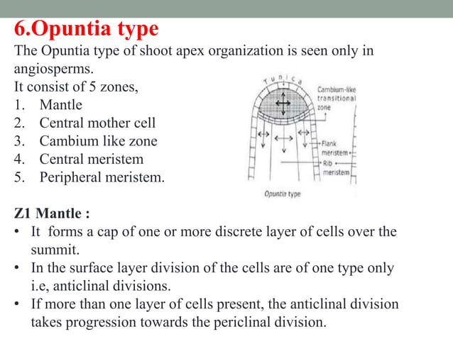 Shoot apex organization and its theories | PPTX