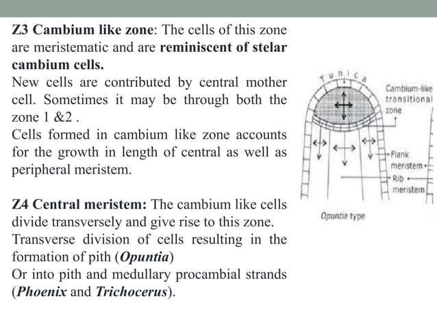 Shoot apex organization and its theories | PPTX