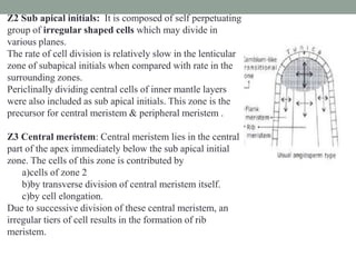 Shoot apex organization and its theories | PPTX