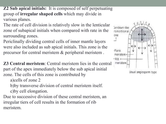 Shoot apex organization and its theories | PPTX