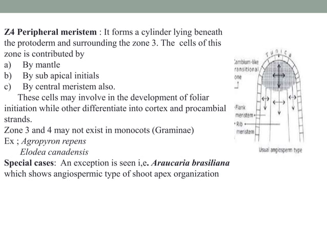 Shoot apex organization and its theories | PPTX