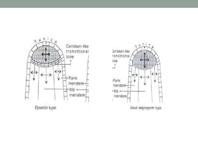 Shoot apex organization and its theories | PPTX