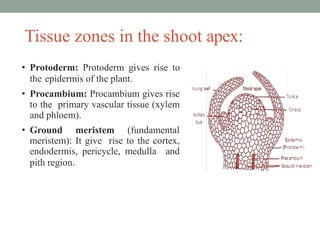 Shoot apex organization and its theories | PPTX