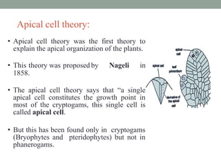 Shoot apex organization and its theories | PPTX