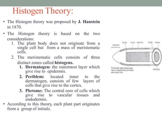 Shoot apex organization and its theories | PPTX