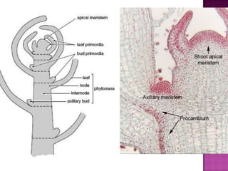Shoot Apex | PPTX | Gardening | Home & Garden