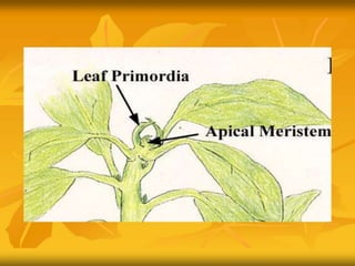 Leaf Primordia