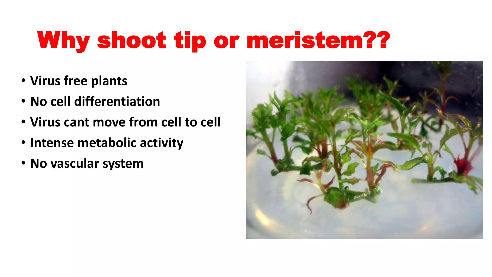 SHOOT TIP CULTURE.pptx