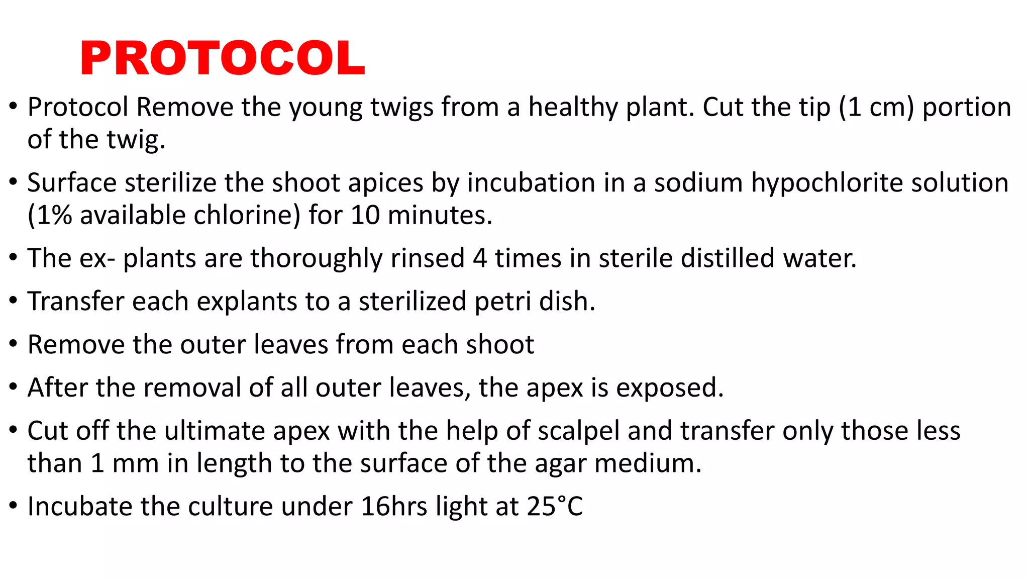 SHOOT TIP CULTURE.pptx