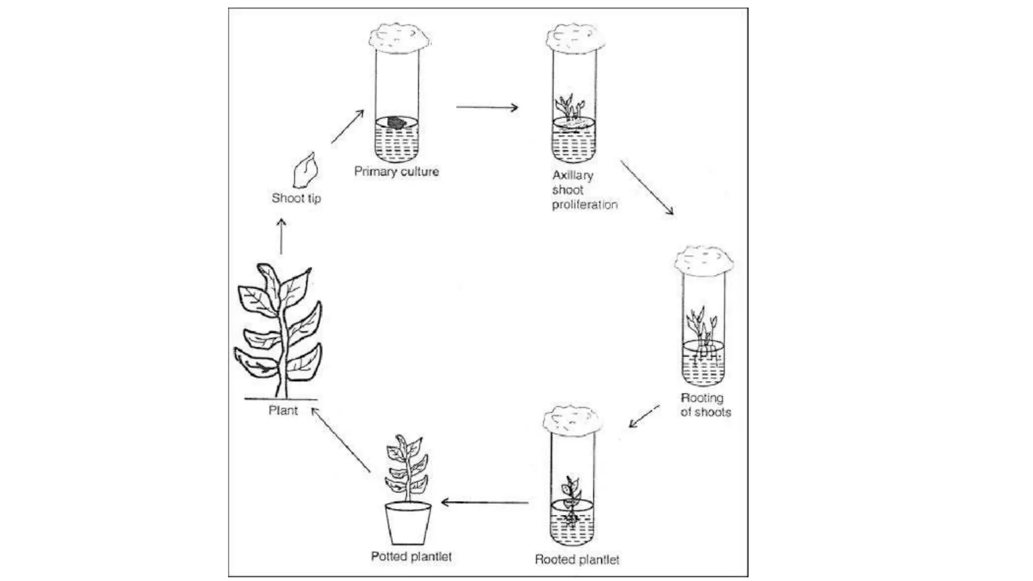 SHOOT TIP CULTURE.pptx