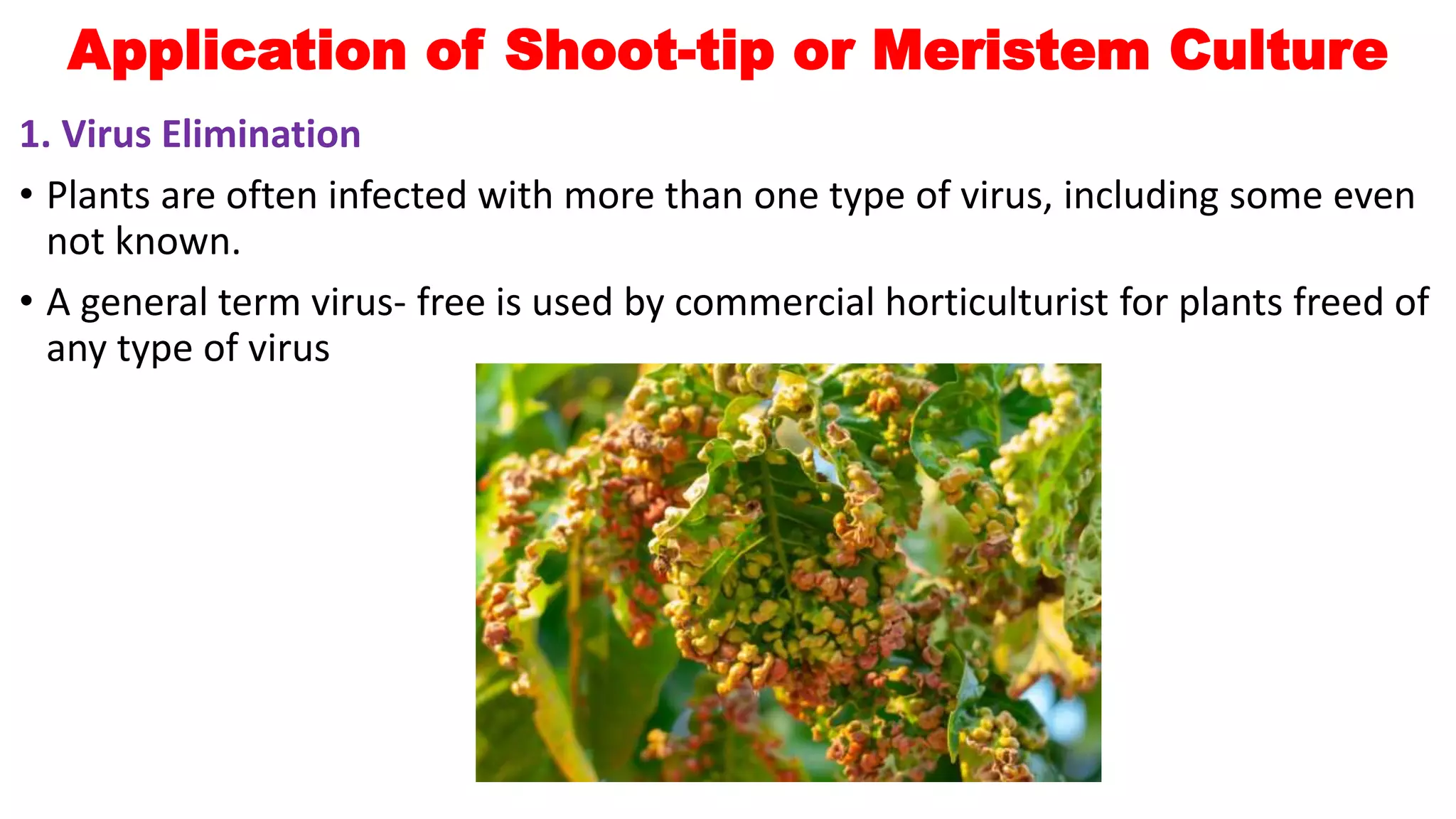 SHOOT TIP CULTURE.pptx