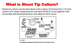SHOOT TIP CULTURE.pptx