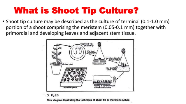 SHOOT TIP CULTURE.pptx