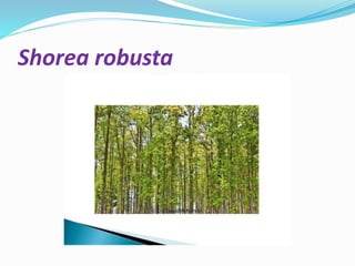 Shorea robusta | PPTX