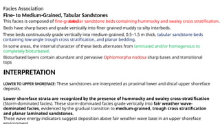 Shoreface Association, Case study and character.pptx