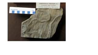 Shoreface Depositional Pattern in different sedimentary basins.pptx
