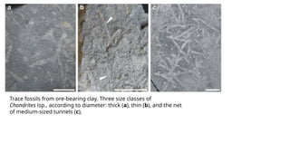 Shoreface Depositional Pattern in different sedimentary basins.pptx