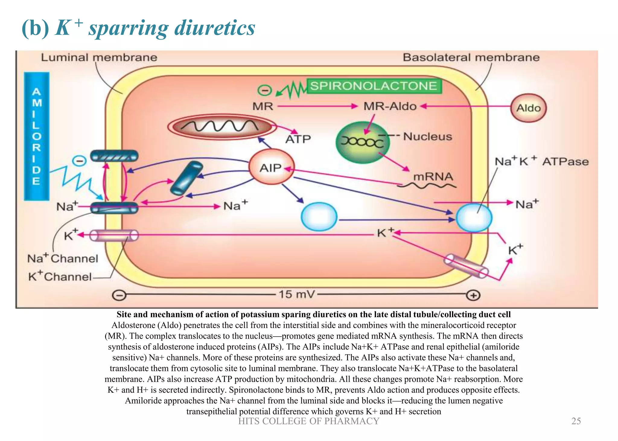 Diuretics (shoriful) | PPTX