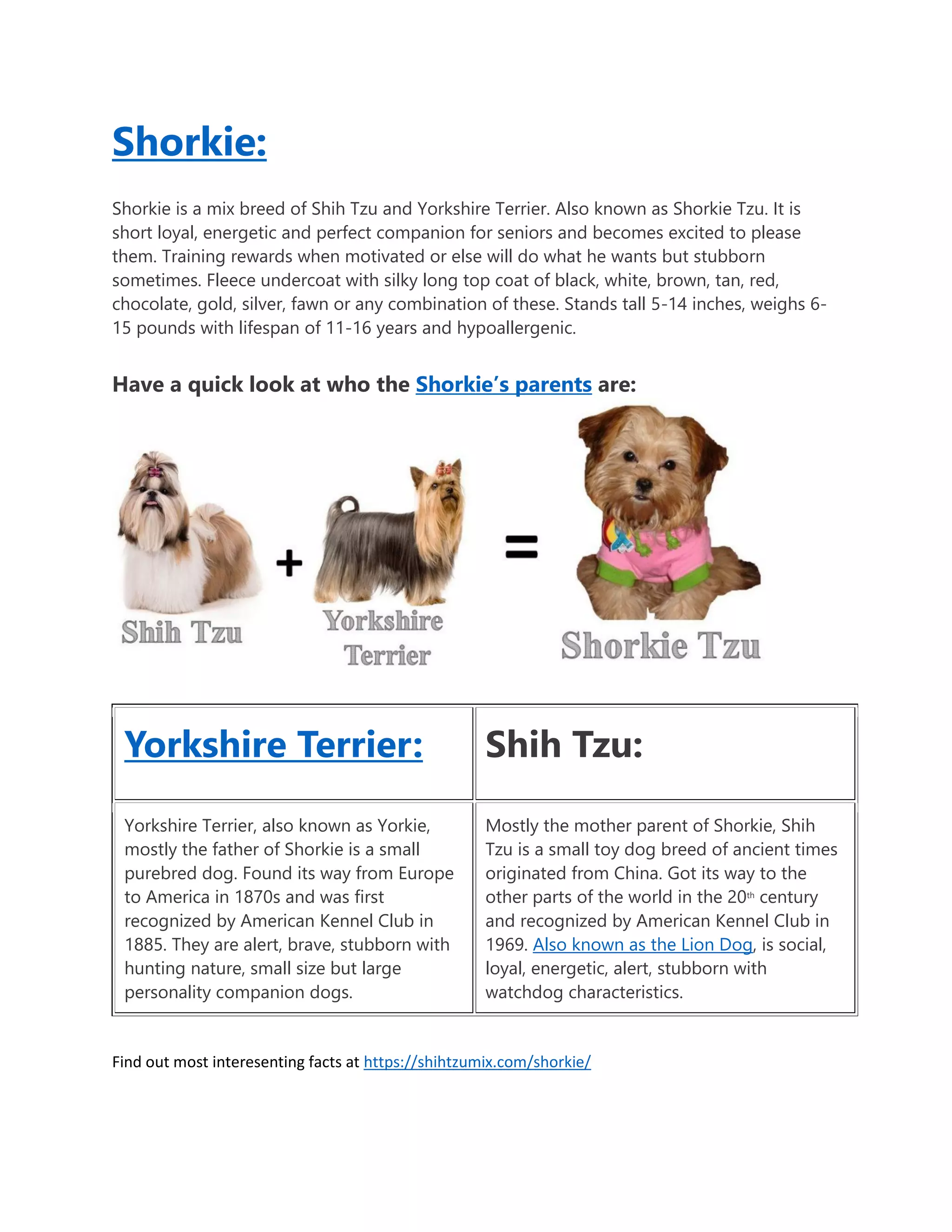 Shorkie - mix breed of Shih Tzu and Yorkshire Terrier. | PDF