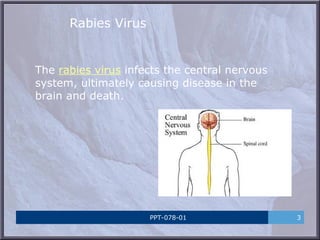 the slides introduces the infectious virus-rabies.ppt