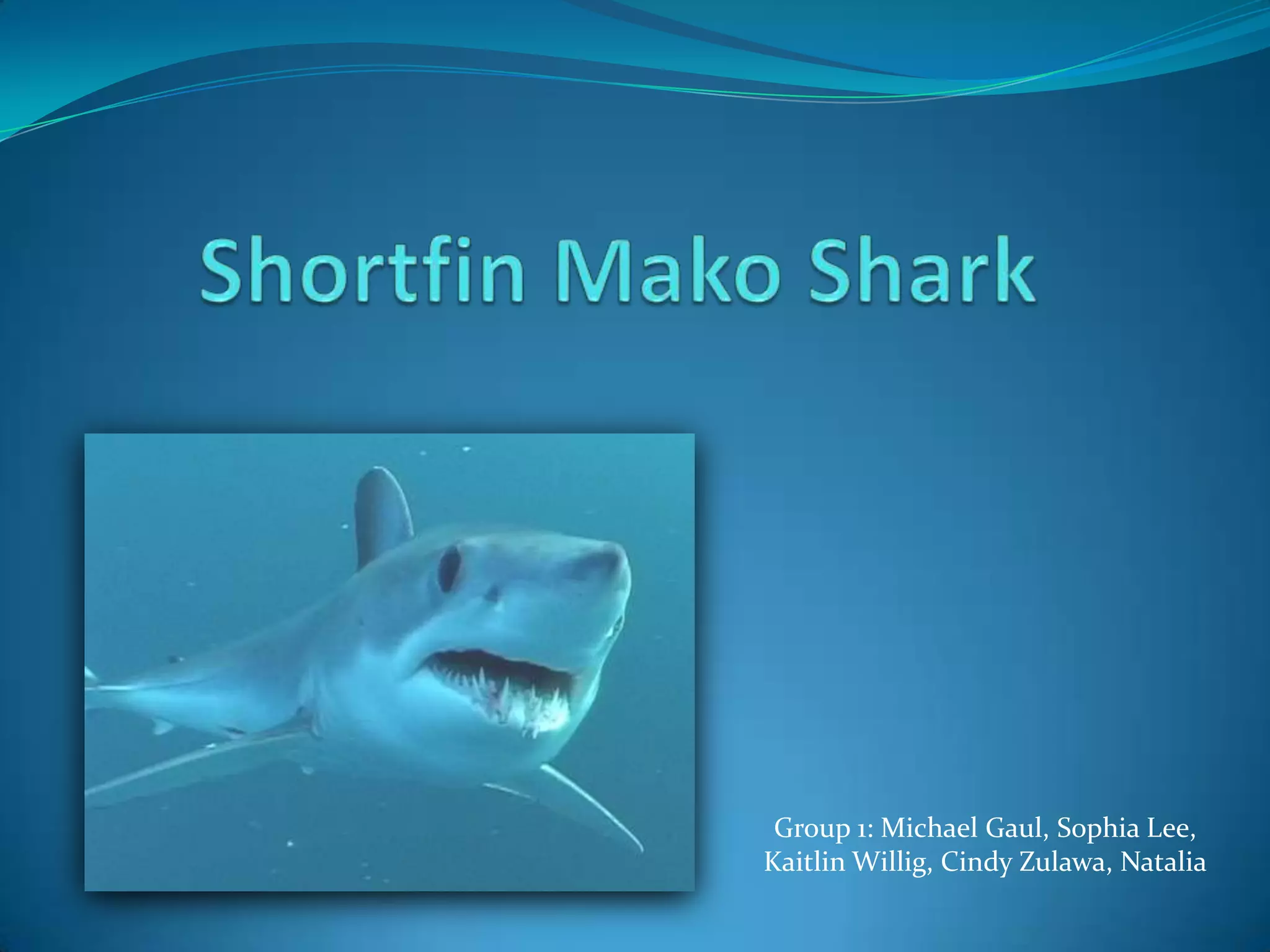Shortfin mako shark | PPTX