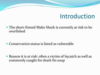 Shortfin mako shark | PPTX | Fish and Aquariums | Pets