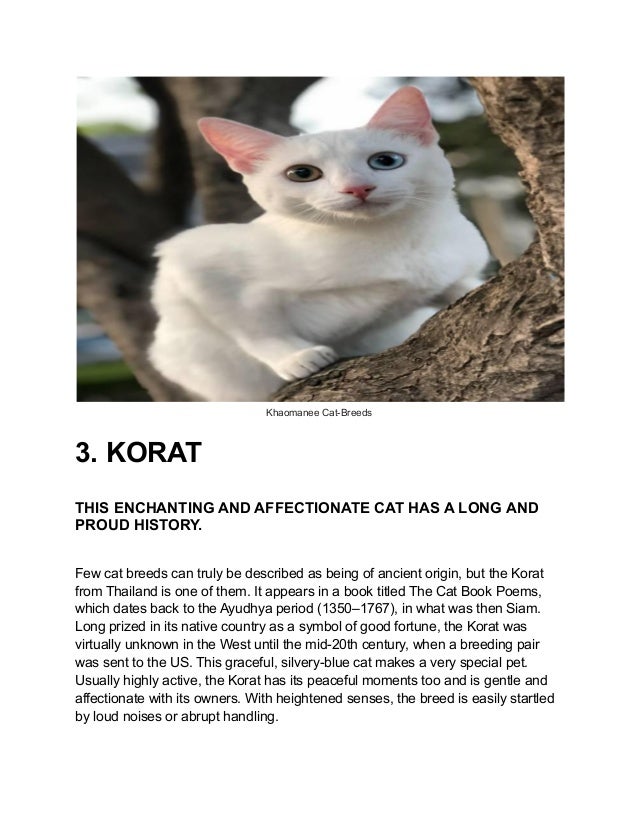 SHORTHAIR CAT BREED.pdf