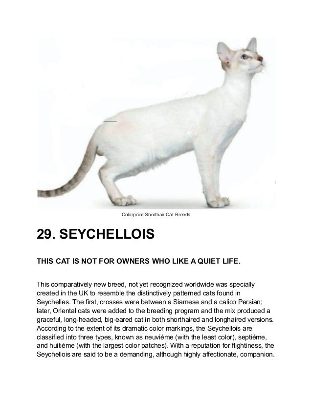 SHORTHAIR CAT BREED.pdf