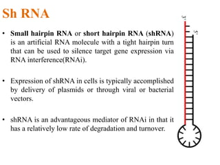 Short hairpin rna | PPT