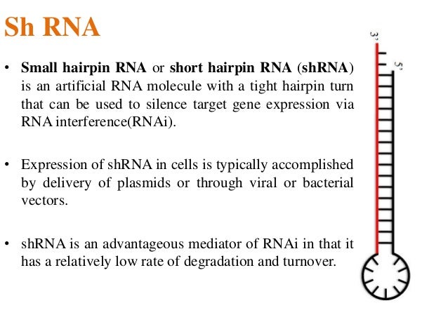 Short hairpin rna