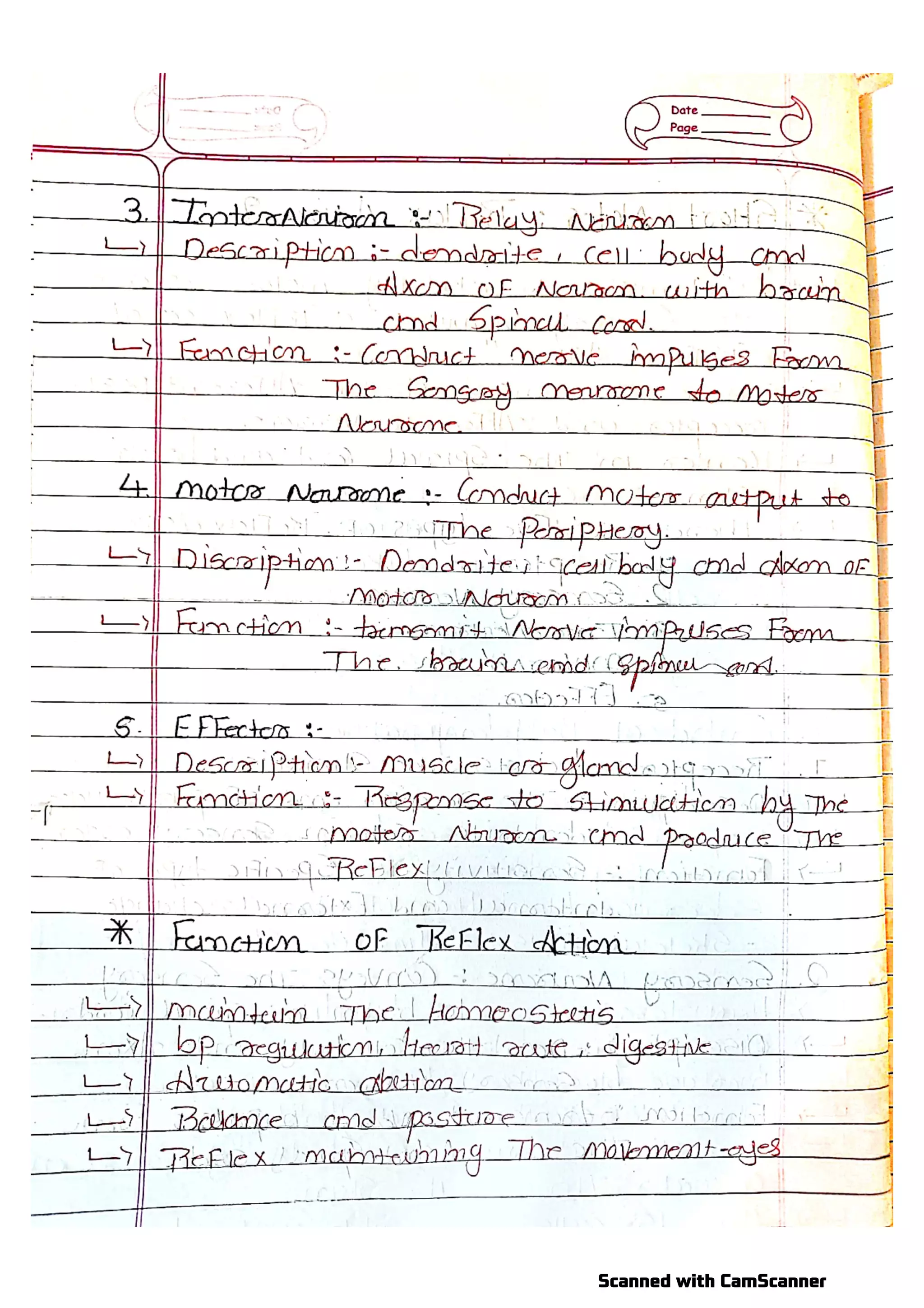 Anatomy important Questions | PDF