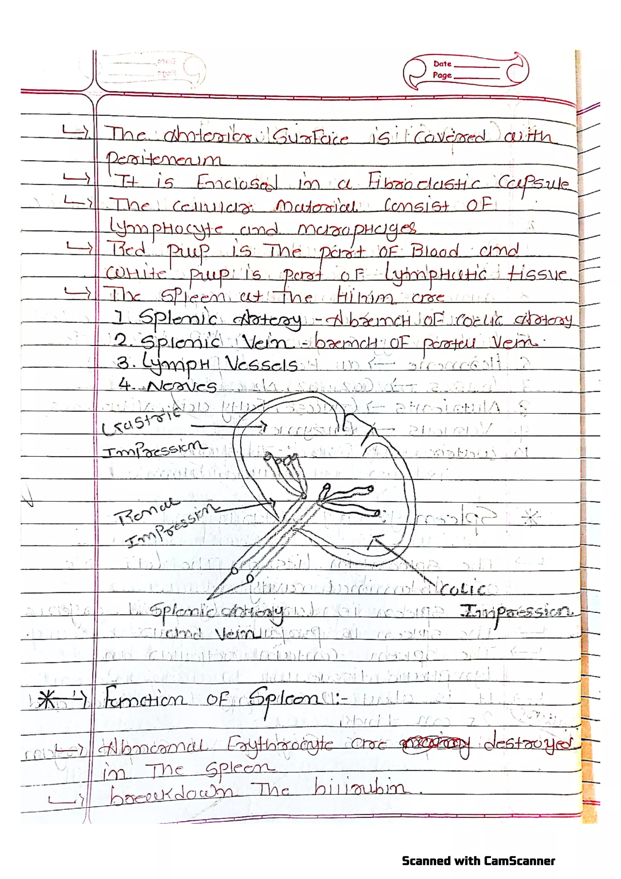 Anatomy important Questions | PDF