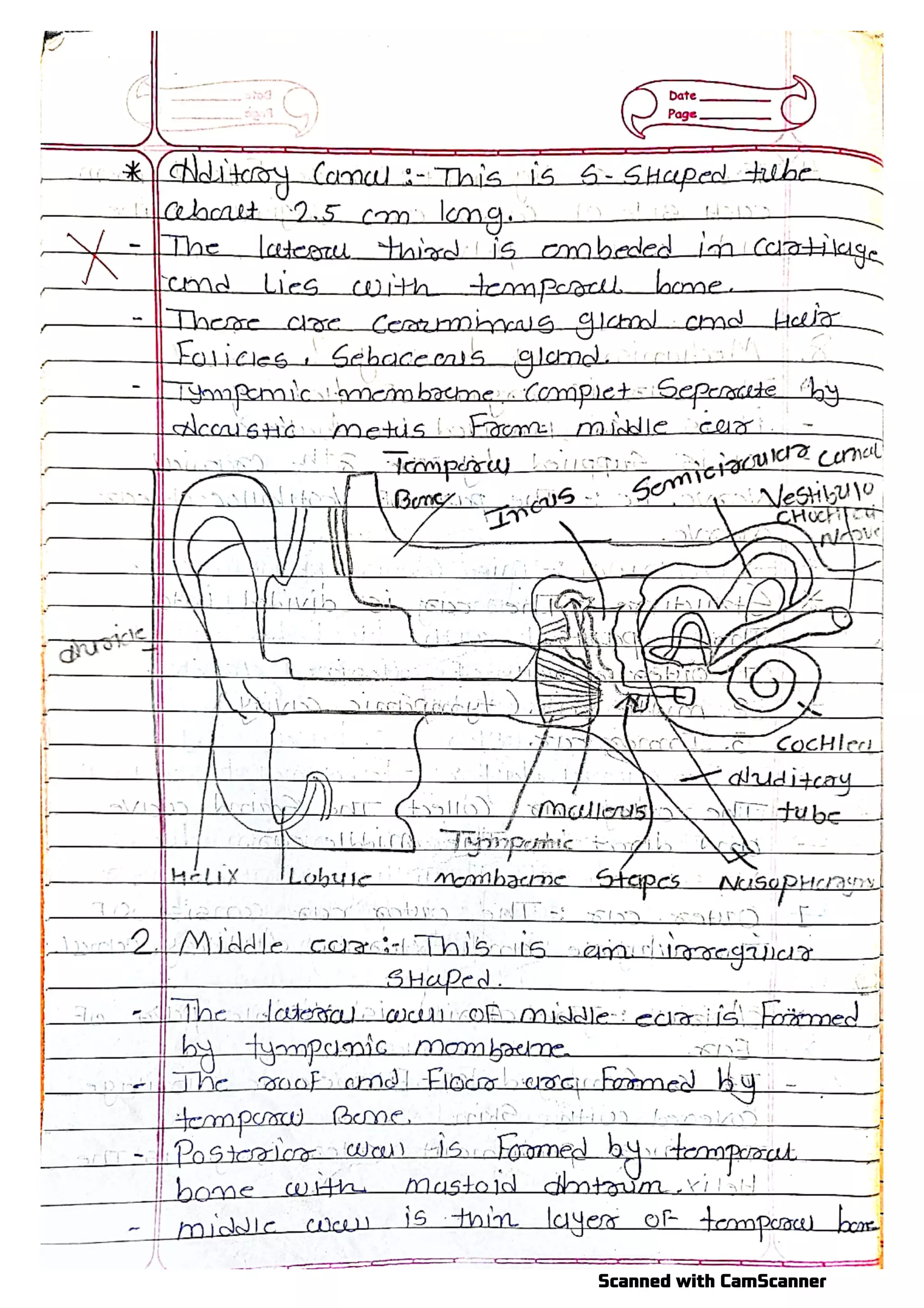 Anatomy important Questions | PDF