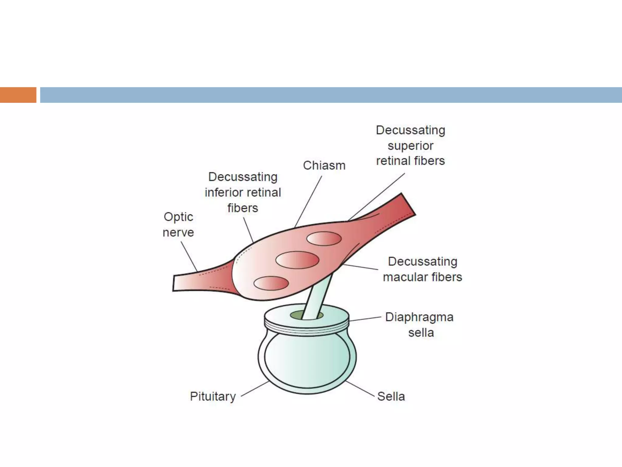 Cranial Nerves - Olfactory Optic Oculomotor Abducent Trochlear | PPTX