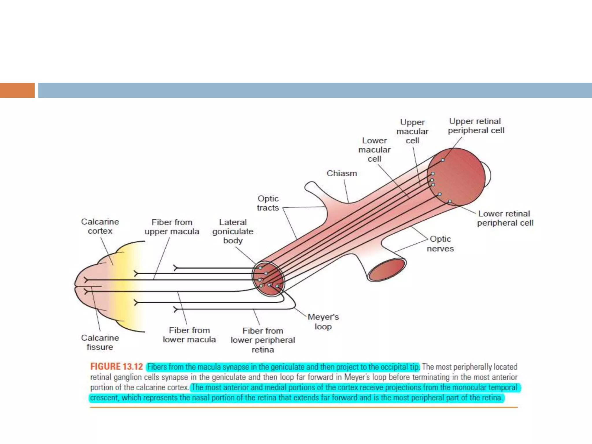 Cranial Nerves - Olfactory Optic Oculomotor Abducent Trochlear | PPTX
