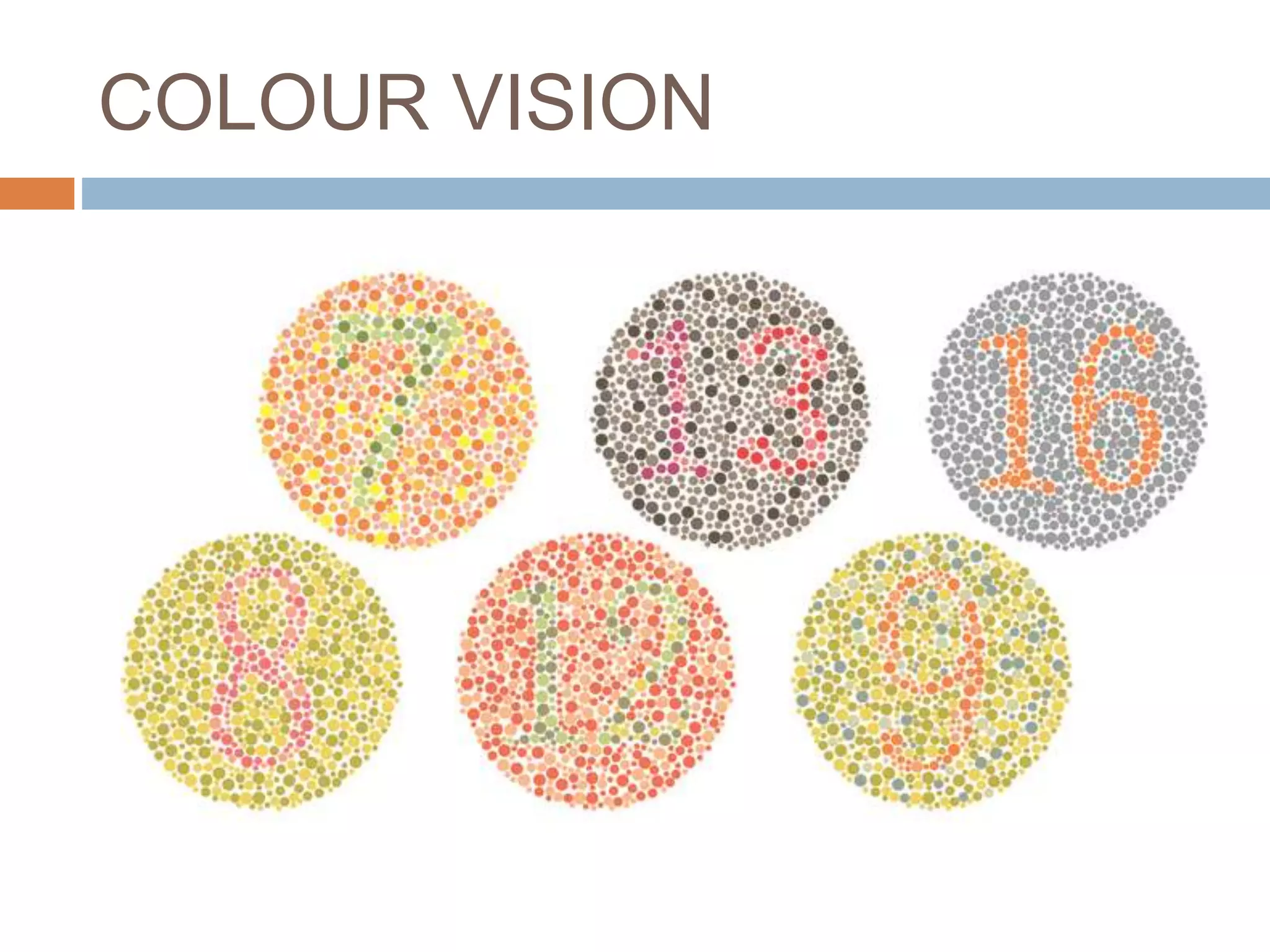 Cranial Nerves - Olfactory Optic Oculomotor Abducent Trochlear | PPTX