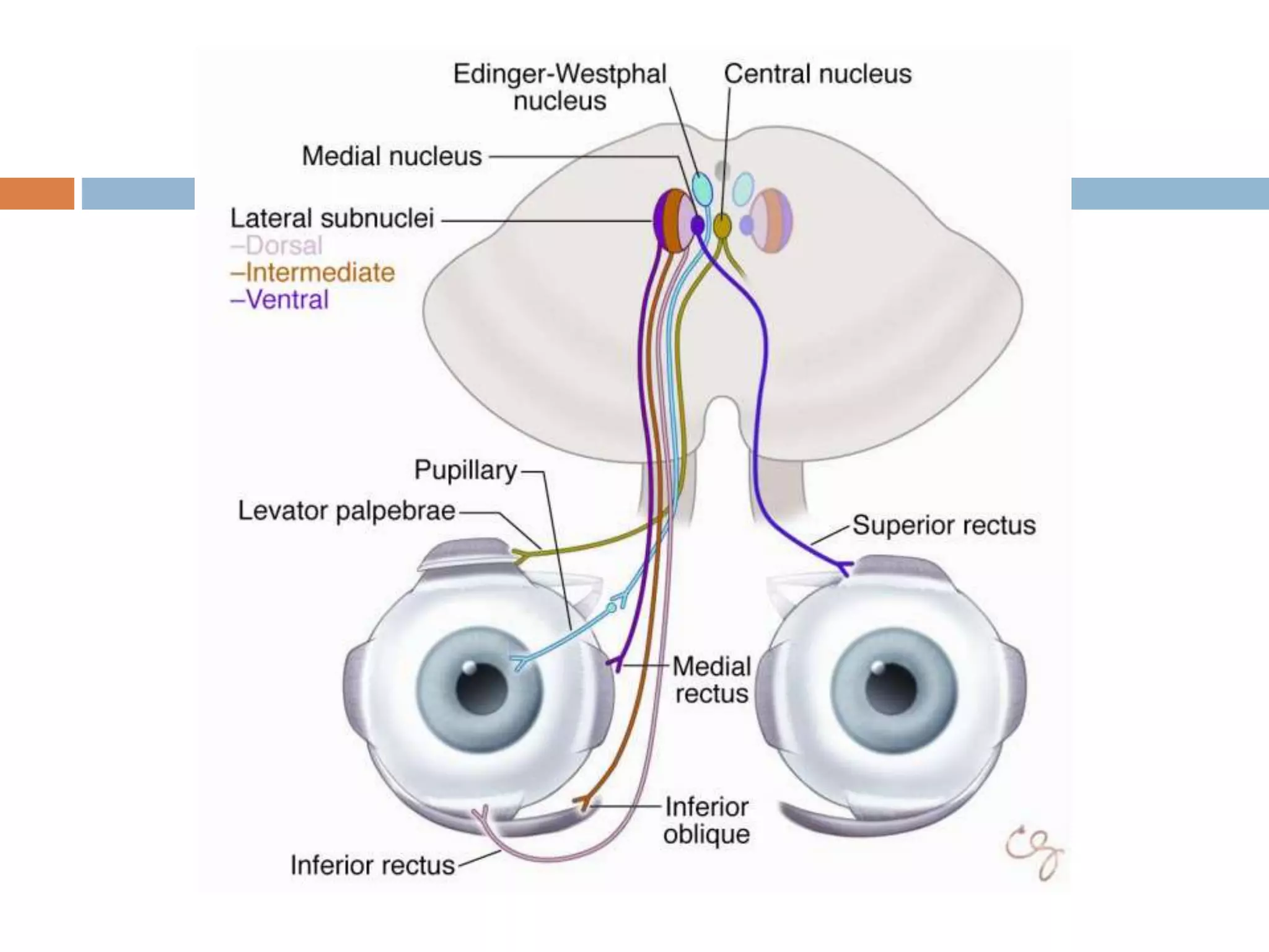 Cranial Nerves - Olfactory Optic Oculomotor Abducent Trochlear | PPTX