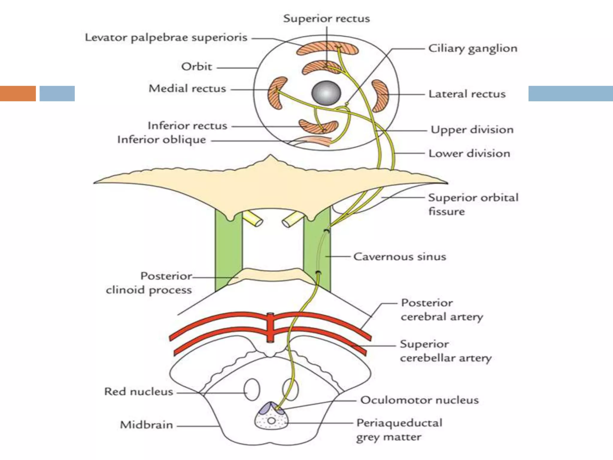 Cranial Nerves - Olfactory Optic Oculomotor Abducent Trochlear | PPTX