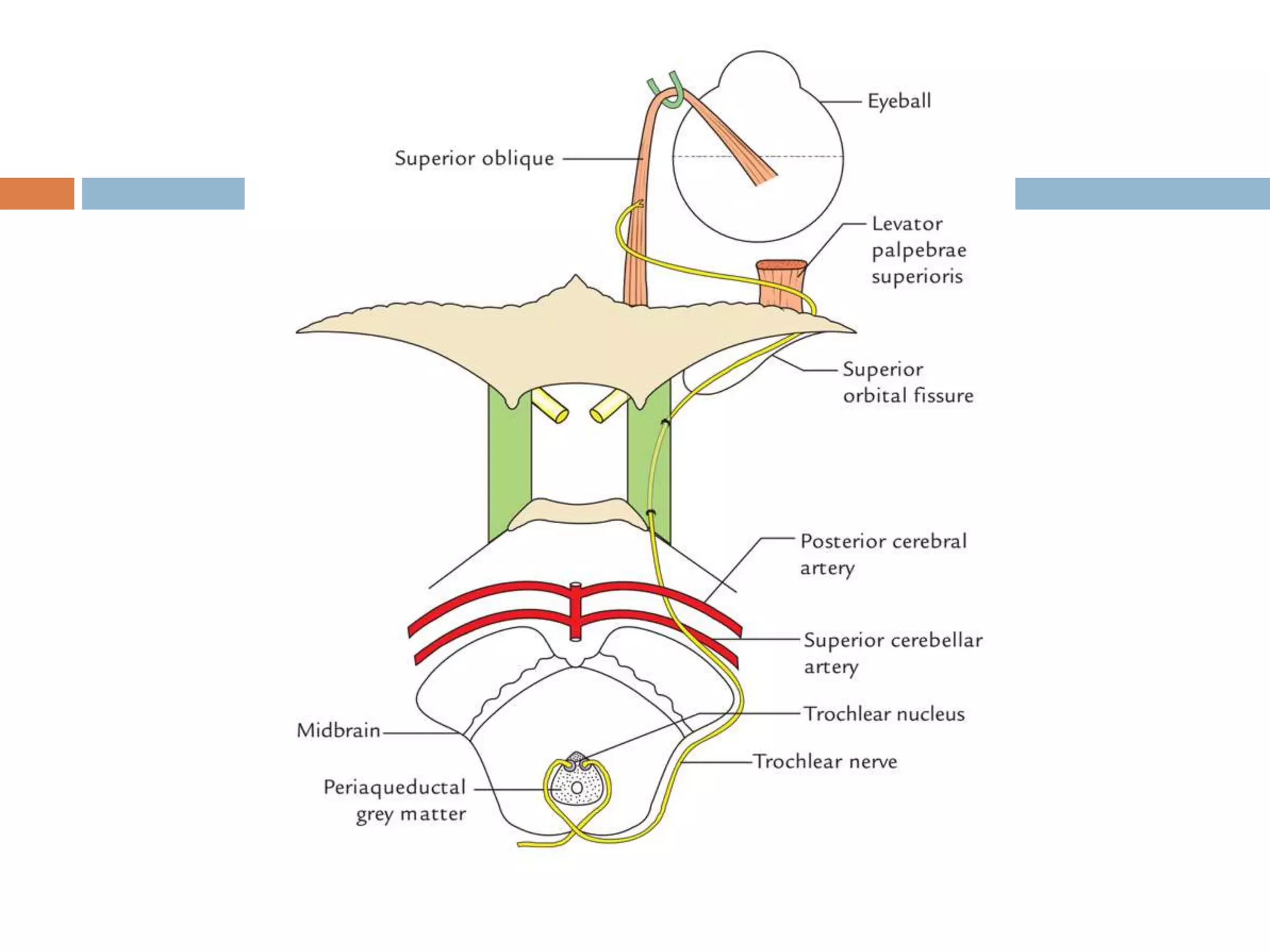 Cranial Nerves - Olfactory Optic Oculomotor Abducent Trochlear | PPTX