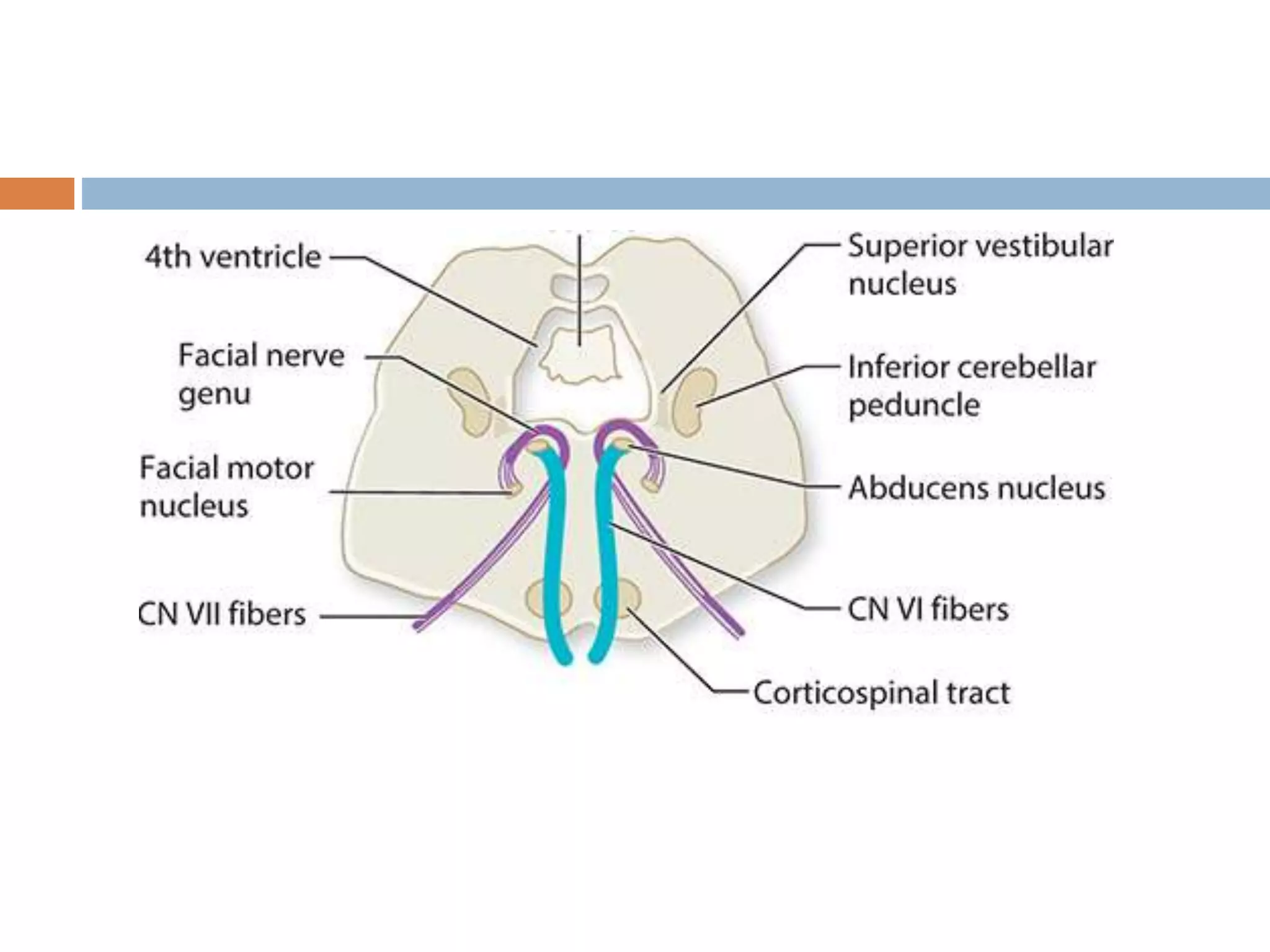 Cranial Nerves - Olfactory Optic Oculomotor Abducent Trochlear | PPTX