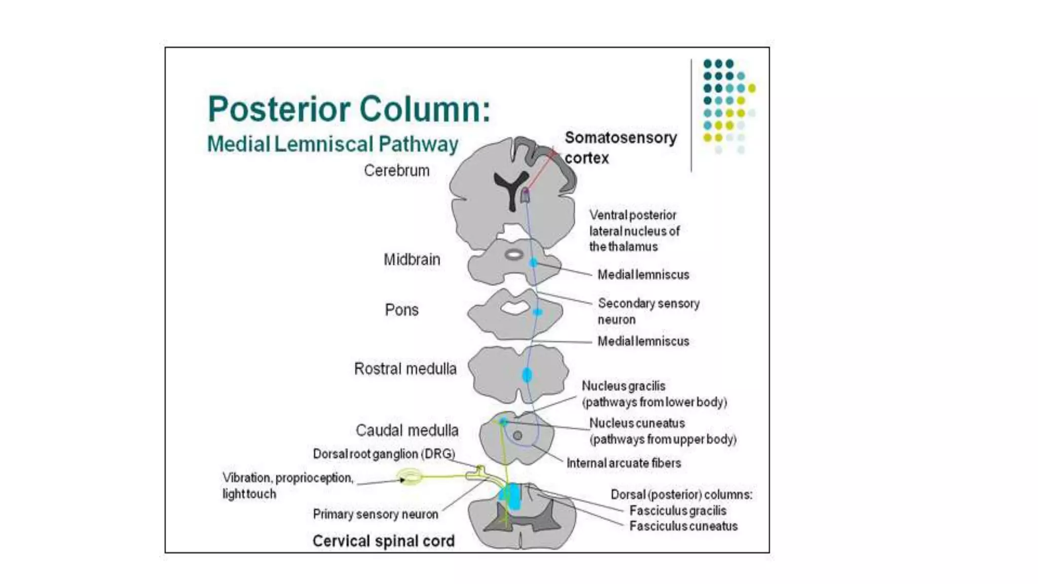 Examination of Posterior Column of Spinal Cord - Sensory Examination | PPTX