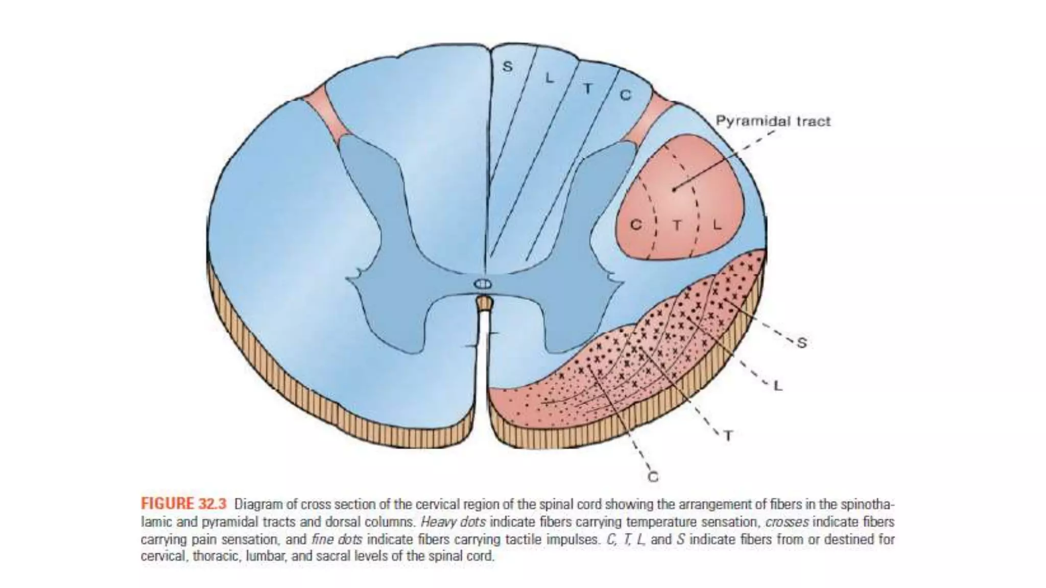 Examination of Posterior Column of Spinal Cord - Sensory Examination | PPTX