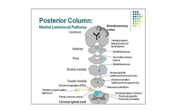 Examination of Posterior Column of Spinal Cord - Sensory Examination | PPT