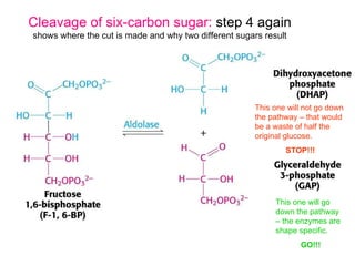 Short version glycolysis | PPT