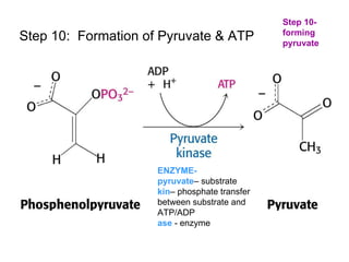 Short version glycolysis | PPT