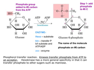 Short version glycolysis | PPT
