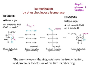 Short version glycolysis | PPT