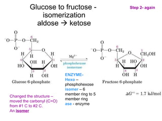 Short version glycolysis | PPT